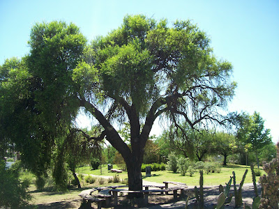 Arboreas: Quebracho Blanco