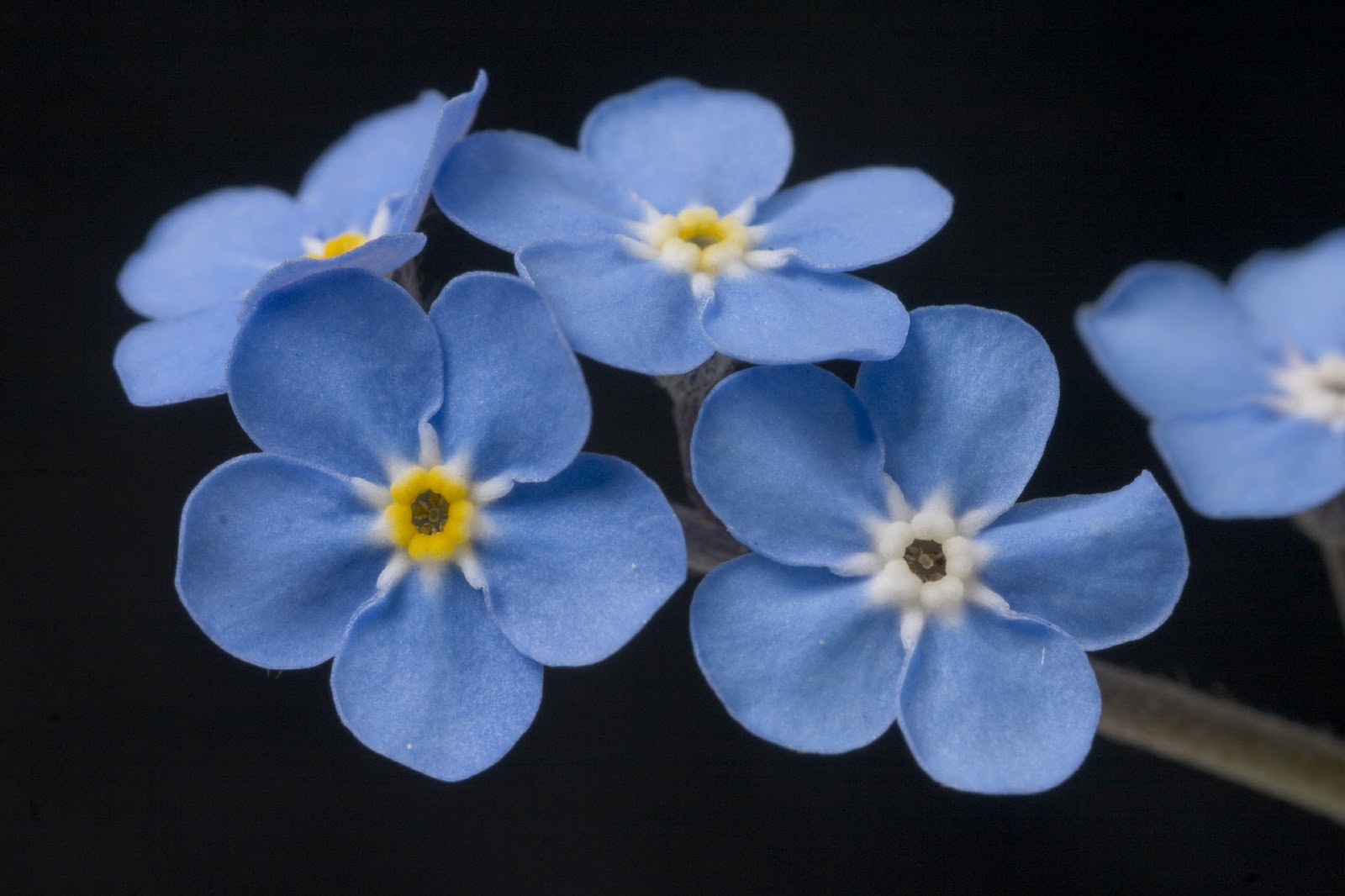 Rose Petals from Heaven: Forget-Me-Not