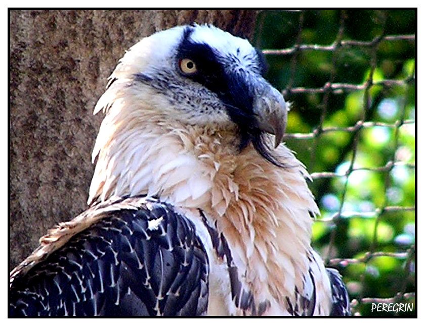 Cazorla. Quebrantahuesos en la Sierra