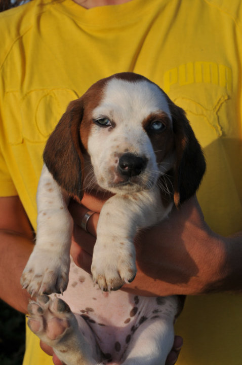 adopt a pet: Η ΛΟΥΚΙΑ ΚΑΙ ΤΑ ΕΞΙ ΚΟΥΤΑΒΑΚΙΑ