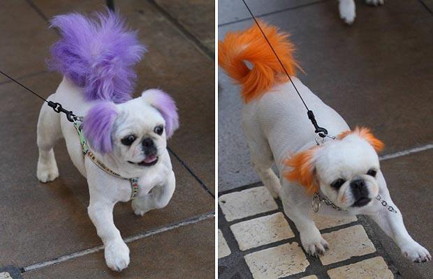 10 Animals With Dye Jobs