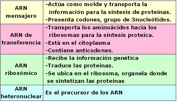 Evolución: Unidad II: Estructura genética de las poblaciones y variabilidad hereditaria