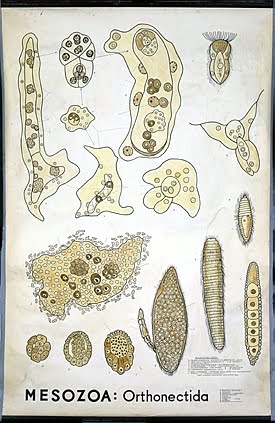 Biología animal: Sub-reino Mesozoa y Eumetazoa