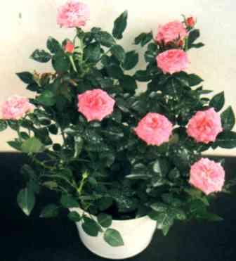 Budidaya Tanaman Bunga Mawar