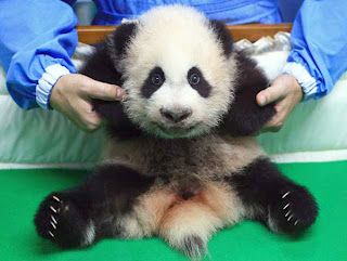 Visit Chiang Mai Online: Lin Ping - at 100 Days Old