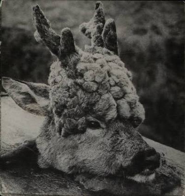 TYWKIWDBI ("Tai-Wiki-Widbee"): This is a "peruke head"