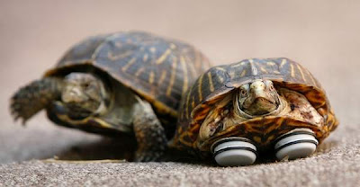 TYWKIWDBI ("Tai-Wiki-Widbee"): Turtle with prosthetic legs