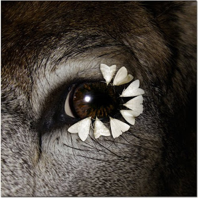 TYWKIWDBI ("Tai-Wiki-Widbee"): Lachryphagous moths drink tears - updated