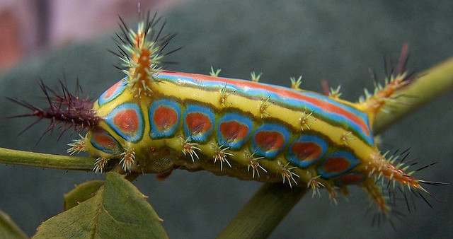 TYWKIWDBI ("Tai-Wiki-Widbee"): Wattle Cup Caterpillar (Calcarifera ...