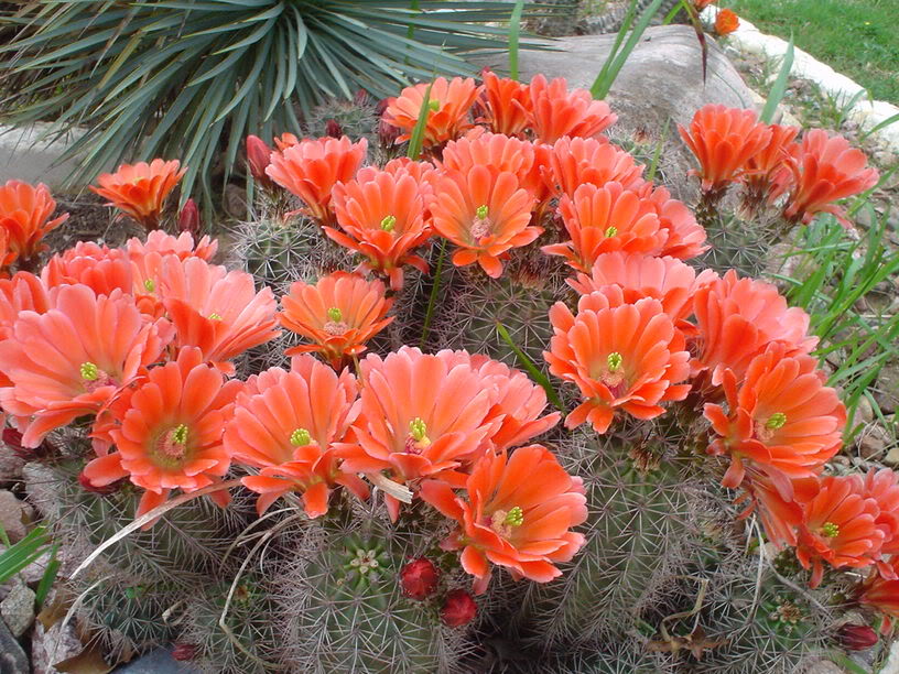 Despre cactusi - informatii despre floarea de cactus | Lumea florilor