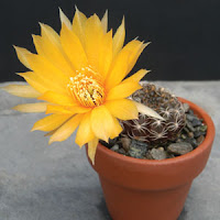 Despre cactusi - informatii despre floarea de cactus | Lumea florilor