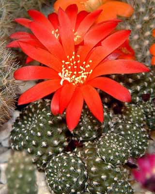 Despre cactusi - informatii despre floarea de cactus | Lumea florilor