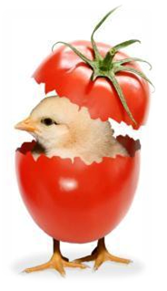 Trangenicos: Consecuencias del consumo de de alimentos transgénicos ...