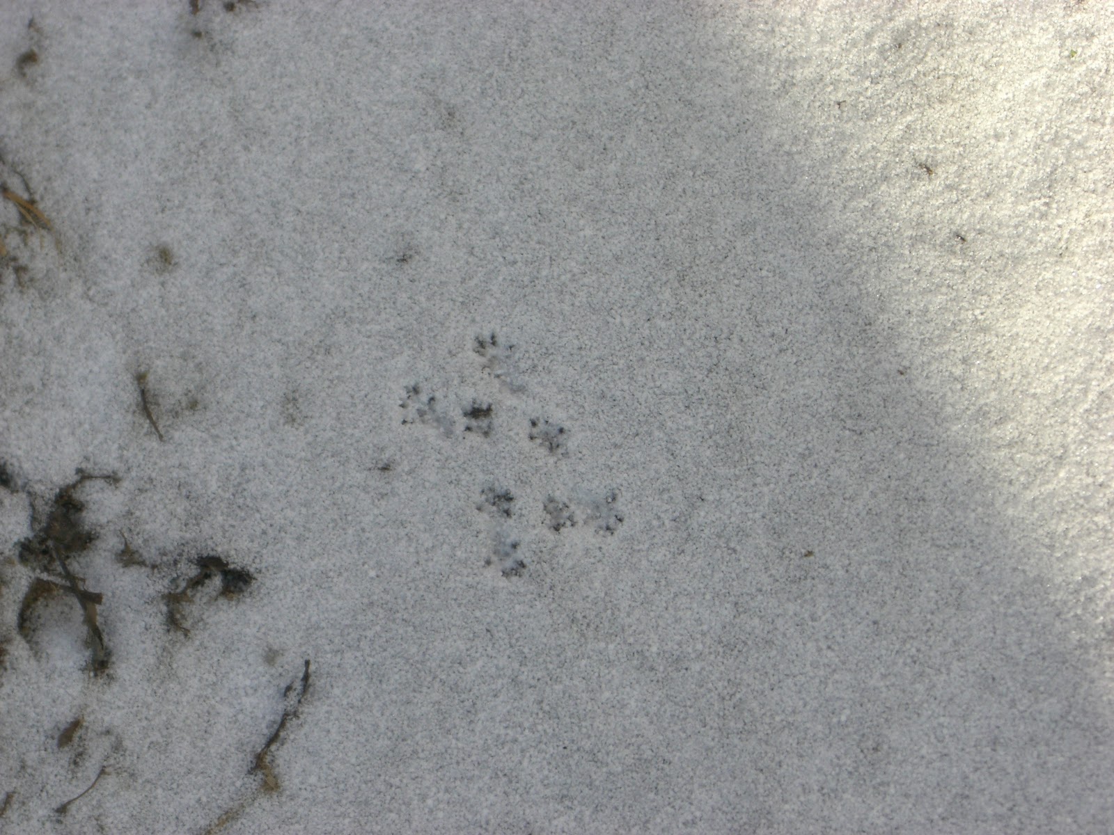 Life at the Blue Rock Ranch: Footprints & Tracks