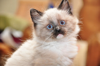 Dog Days of Seattle: Understanding Your Evil Mastermind (Cat)