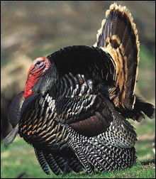 Compartiendo mi opinión: noviembre 2009