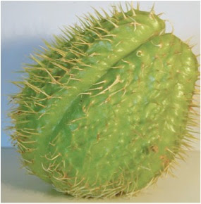 Compartiendo mi opinión: Presidente salvadoreño en contradicción con ...