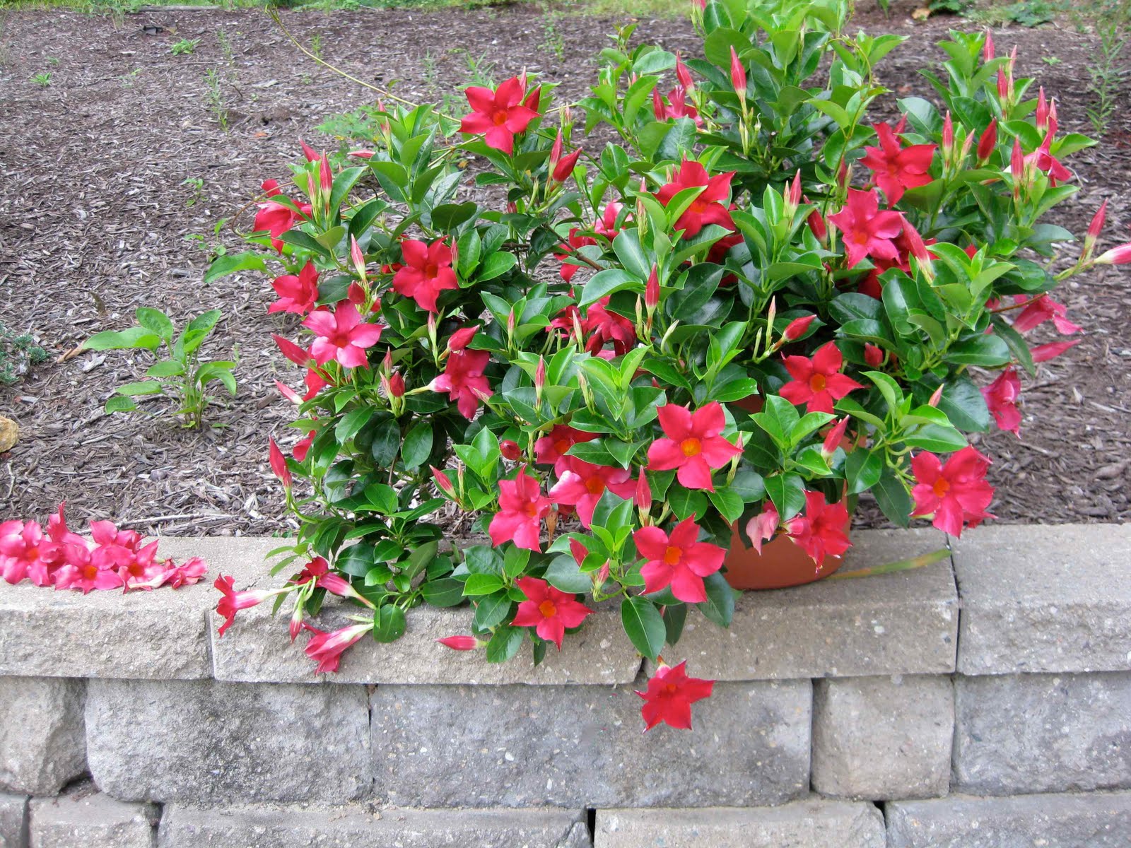 Logee's Tropical Plants Blog: Keep Your Tropical Plants Looking Good!