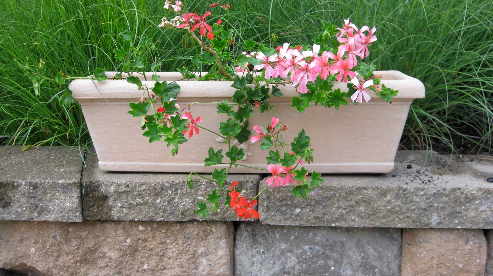 Logee's Tropical Plants Blog: Keep Your Tropical Plants Looking Good!