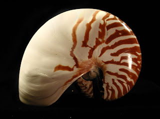 El rincón biológico: NAUTILUS