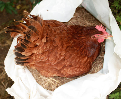 Chookie's Back Yard: How to Deal with a Broody Chook