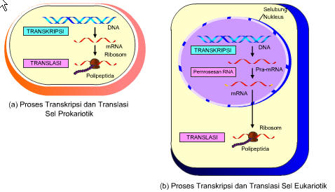Sintesis Protein | Genefamous