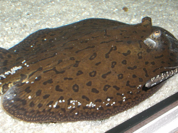 Monster Aquarium: Quem são as Arraias de Água Doce: