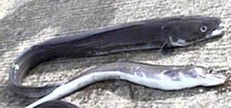 biodiversidad: CONGRIO