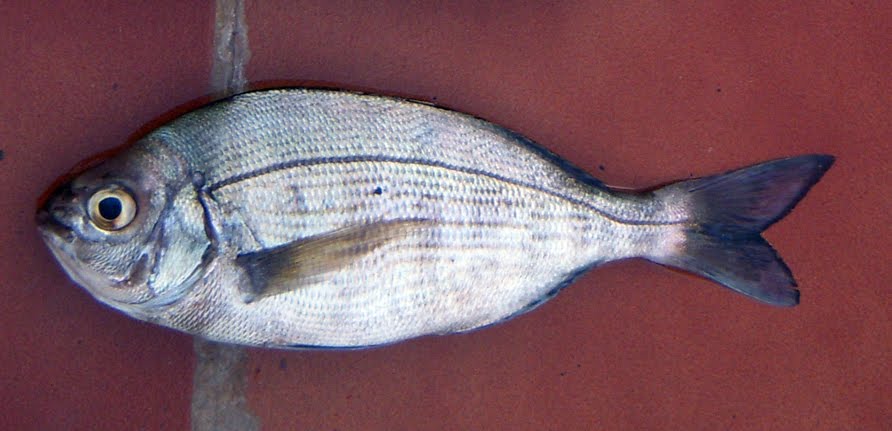 biodiversidad: CHOPA