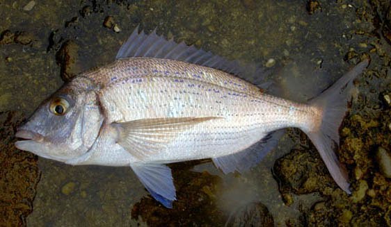 biodiversidad: BRECA