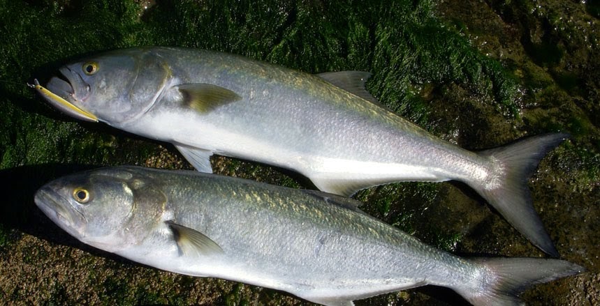 biodiversidad: CHOVA