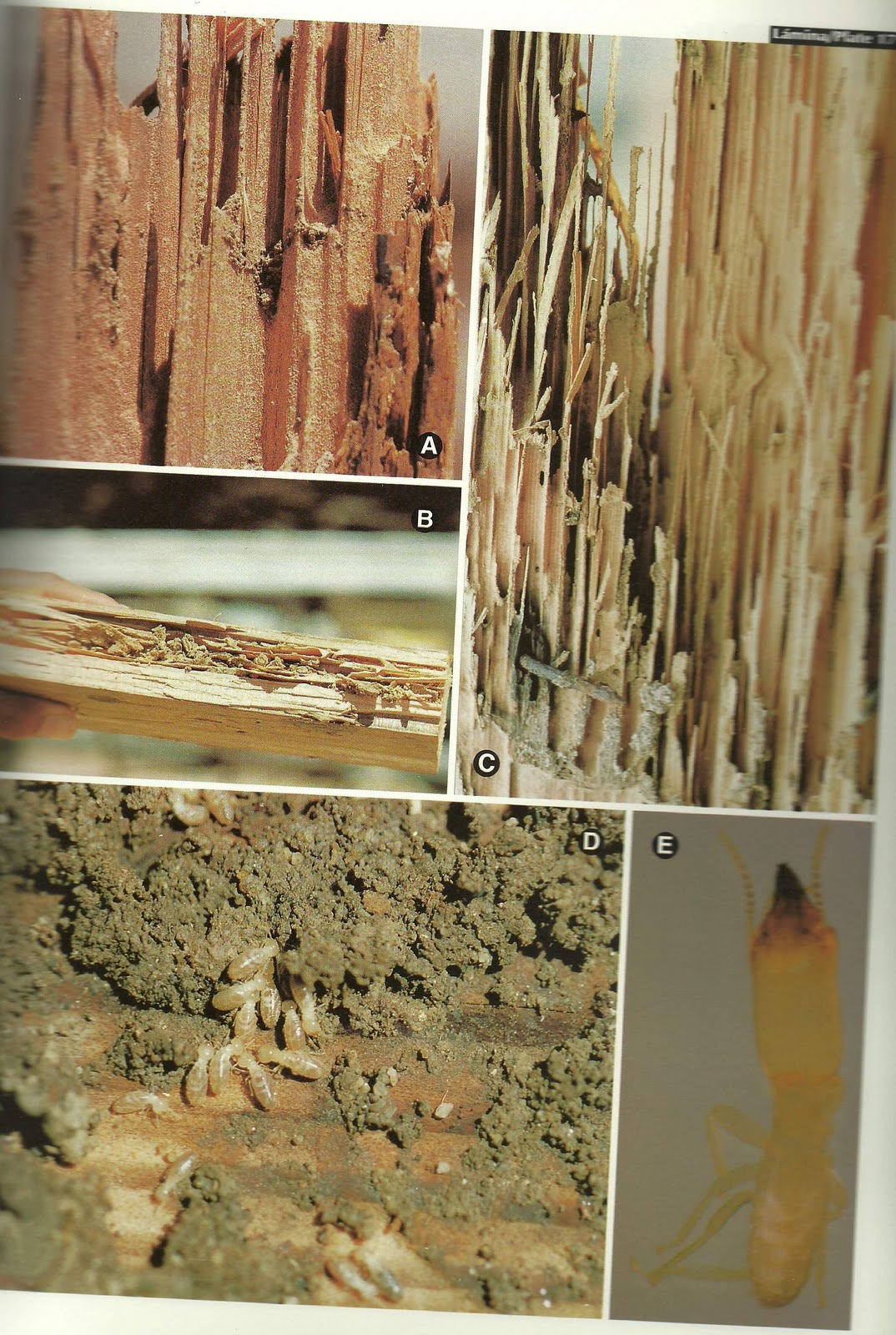 ENTOMOLOGIA FORESTAL LETYCYA: INSECTOS QUE SE ALIMENTAN DE MADERA SECA
