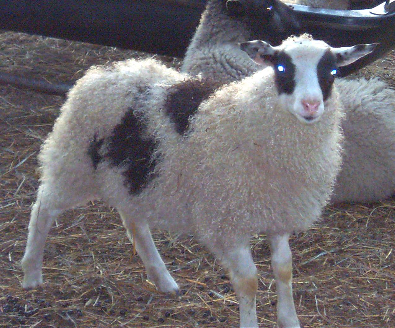 The Sheepcote: Nice Rams and Shearing Time