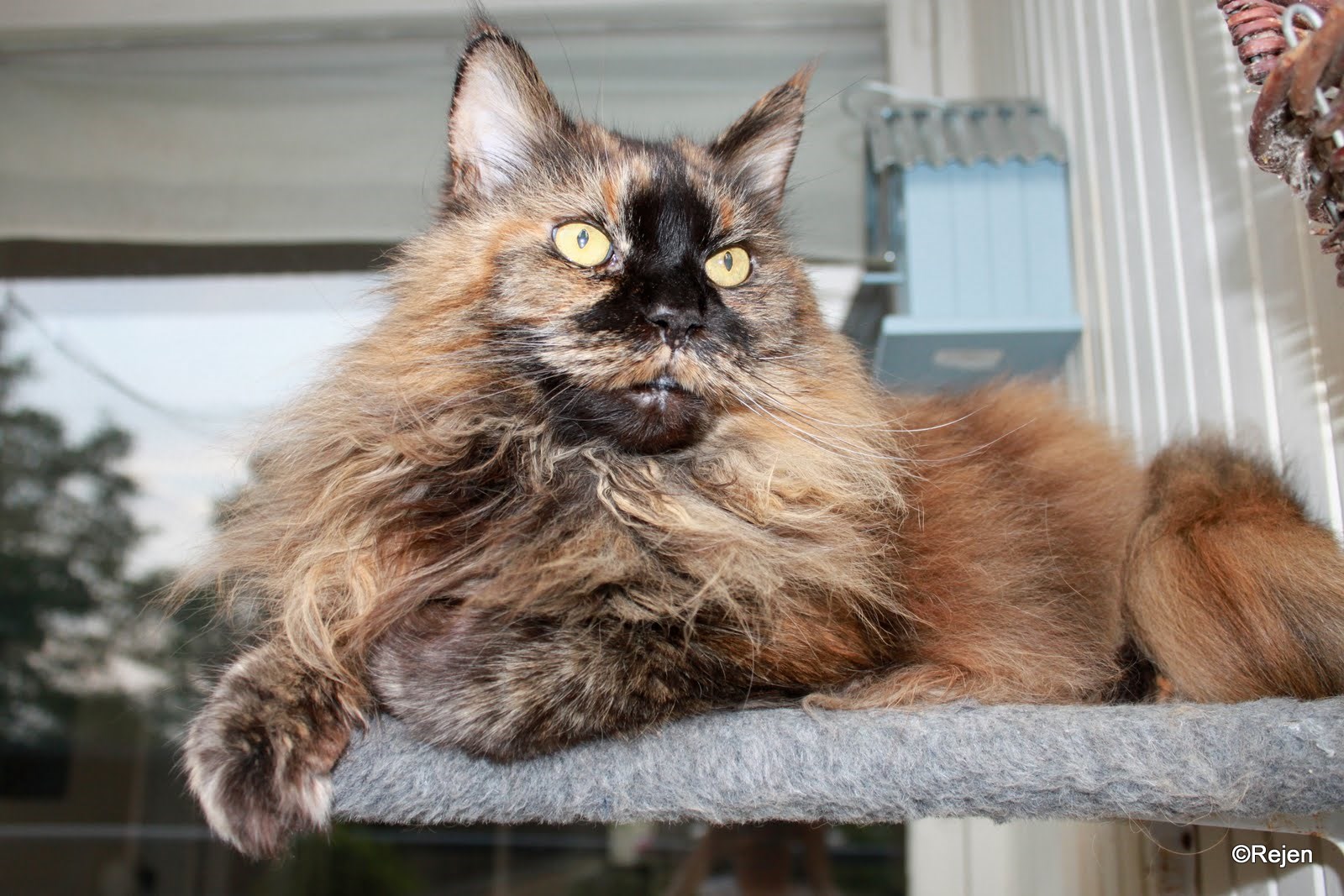 REJENS BLOG: Katteelskere #7