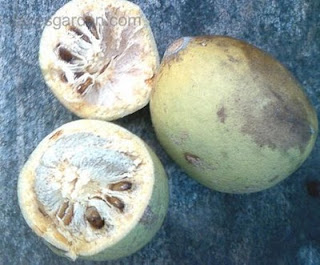 Medicinal uses of Bael (Bilva) | Beauty and Personal Grooming