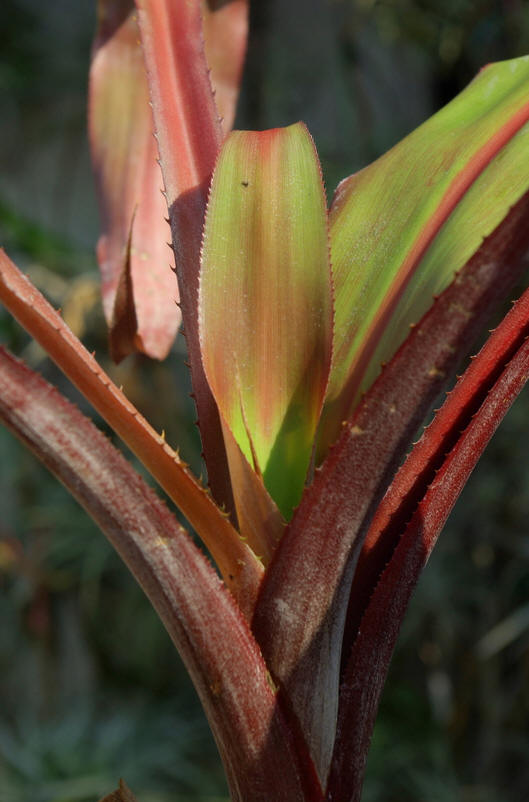 Johnson's bromeliads & falconry: Aechmea tayoensis