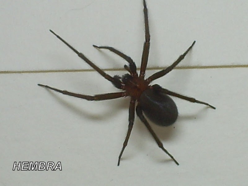 A-C NATURE: ARAÑA DEL RINCON
