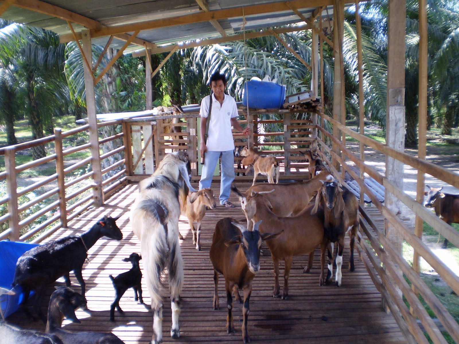 dunia ternakan: August 2010