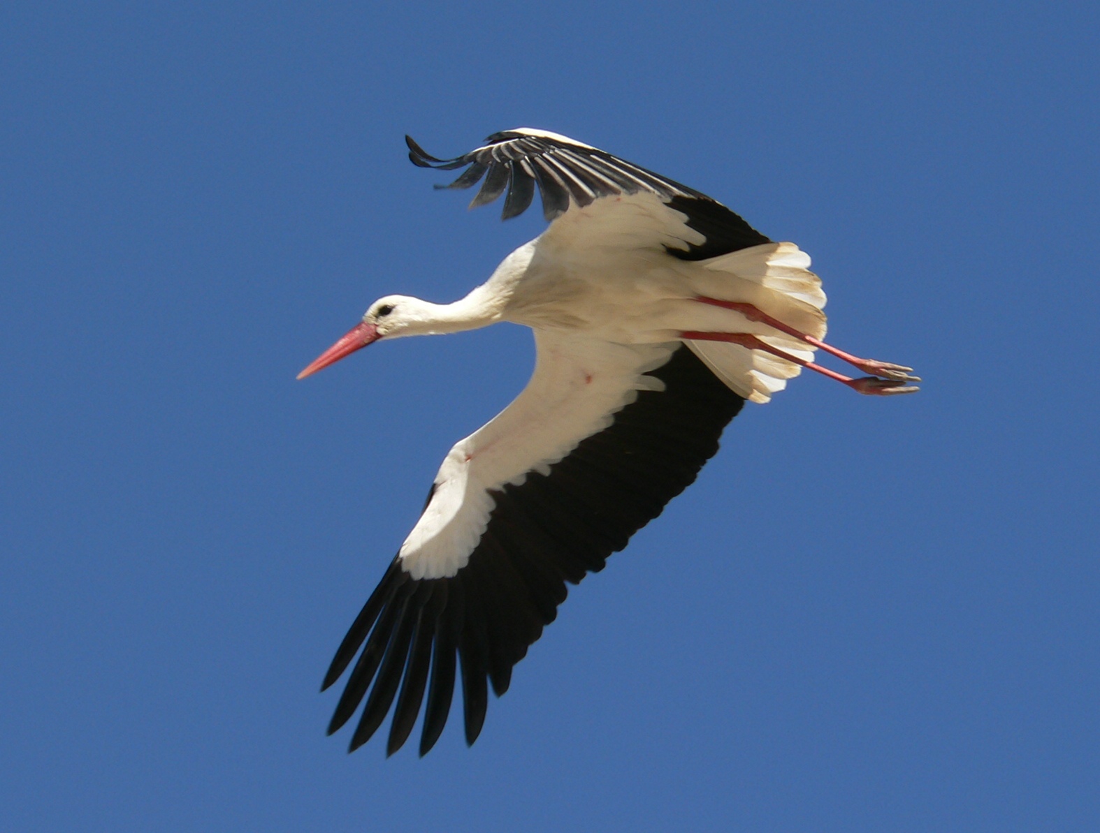 Hayvanlar Alemi: Leylek (Ciconiiformes)