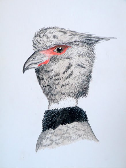 Pinceladas al vuelo: Ilustraciones