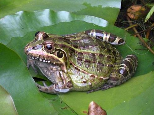 Pinceladas al vuelo: Anfibios & Reptiles