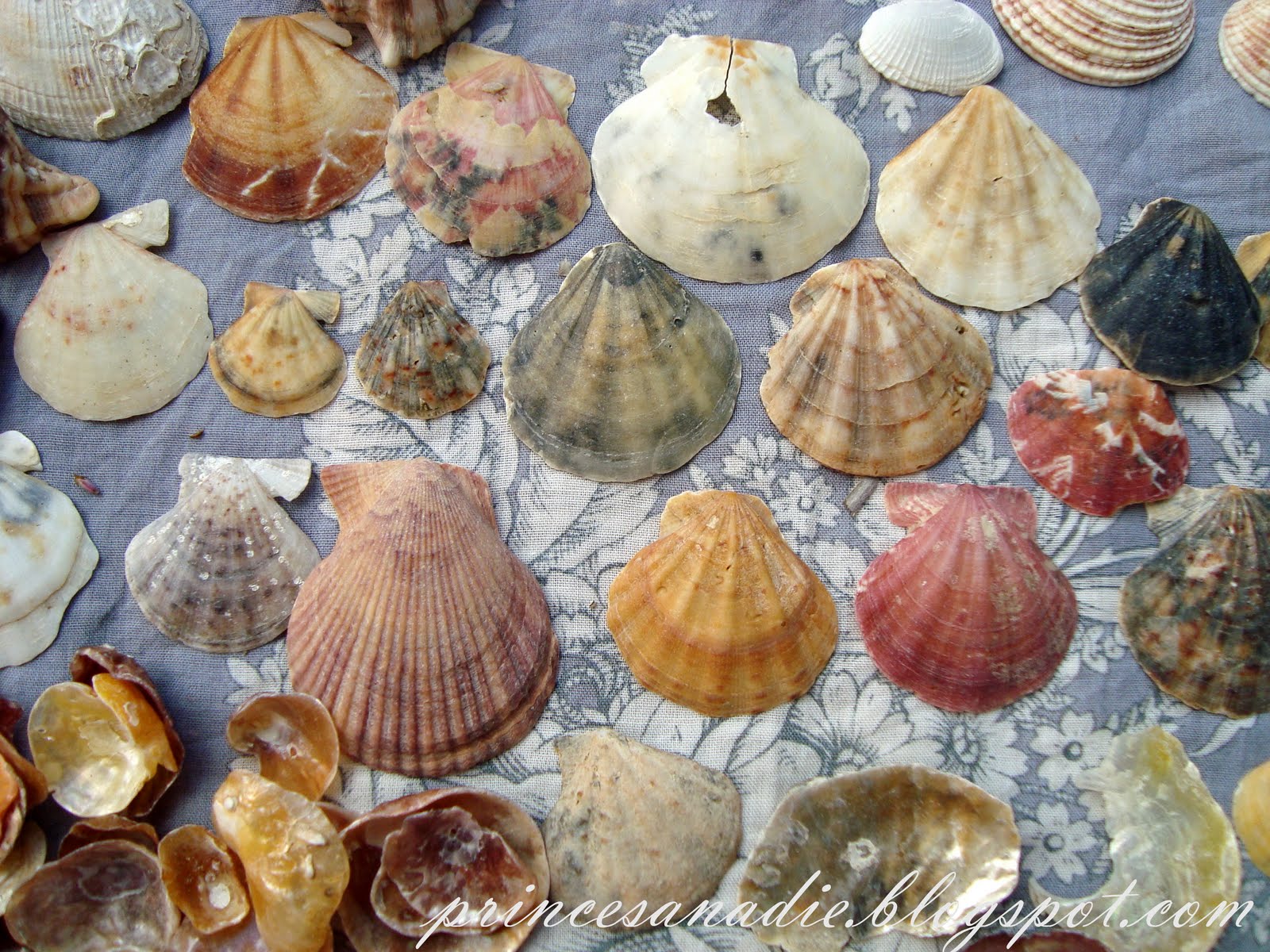 Princesa Nadie: Conchas del Mar