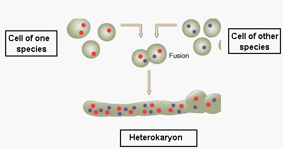 Biology Today And Tommorow: SOMATIC CELL HYBRIDIZATION