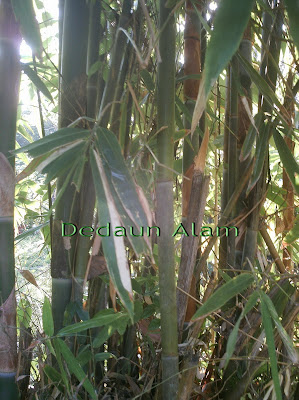 Dedaun Alam: Buluh Lemang