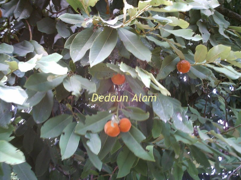 pokok buah mentega - Sonia Parr