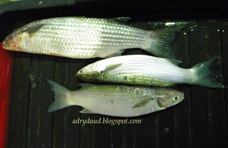 Dedaun Alam: Segar Dari Langkawi