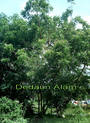 Dedaun Alam: Semambu