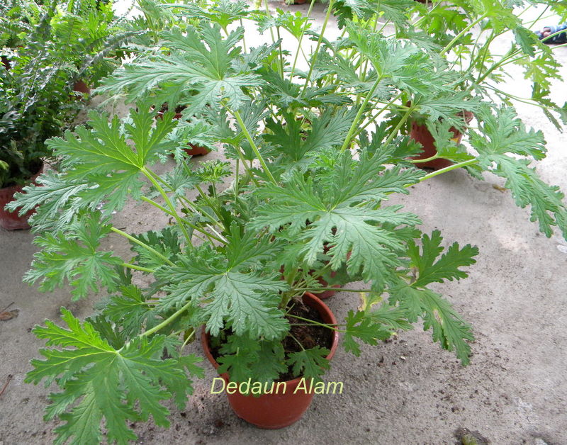 Dedaun Alam: Jeremin @ Pokok Halau Nyamuk