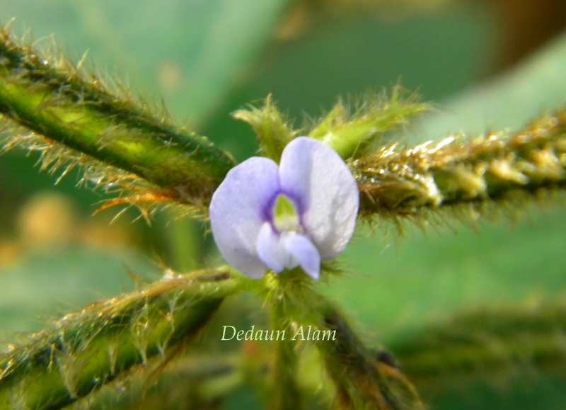 Dedaun Alam: Bunga Part XI