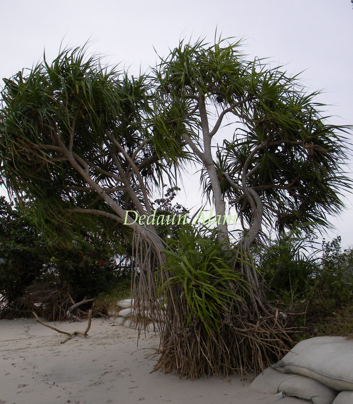 Dedaun Alam: Mengkuang Laut